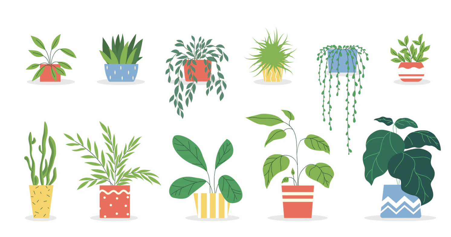 Botany: Stele types | Biolympiads Academy